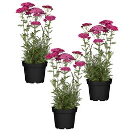 toom Schafgarbe 'Kirschk&ouml;nigin' rot 11 cm Topf, 3er-Set