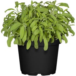 Salbei 18 cm Topf