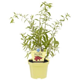 blu Bio-Goji-Beere 12 cm Topf