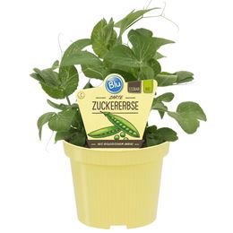 blu Bio-Zuckererbse 12 cm Topf
