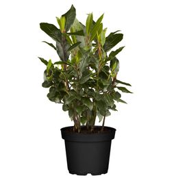 toom Gew&uuml;rzlorbeer 14 cm Topf