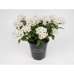 Sommerjasmin, 2er-Set