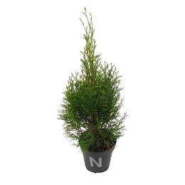 toom Konifere aufrecht gr&uuml;n 9 cm Topf