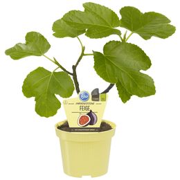 blu Bio-Feige 'Brown Turkey' 12 cm Topf