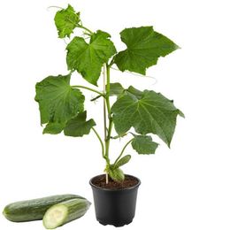toom Mini-Snack-Gurke veredelt Citaro 12 cm Topf