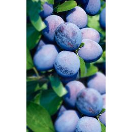 naturtalent by toom Naturtalent by toom&reg; Bio Pflaume 'Wangenheim', Busch 25 cm Topf