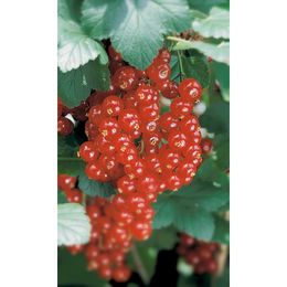 naturtalent by toom Naturtalent by toom&reg; Bio Johannisbeere 'Jonkherr v. Tets', Halbstamm 19 cm Topf