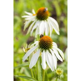 Bio Wei&szlig;er Sonnenhut 'Alba', 9 cm Topf, 3er-Set