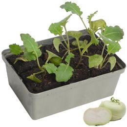 toom Kohlrabi wei&szlig; 6er-Schale