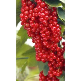 naturtalent by toom Naturtalent by toom&reg; Bio Johannisbeere 'Rovada', Busch 19 cm Topf