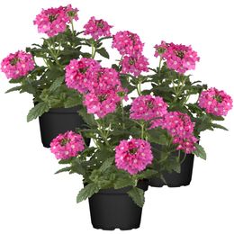 toom H&auml;ngendes Eisenkraut rosa, 12 cm, 3er-Set