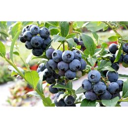 naturtalent by toom Naturtalent by toom&reg; Bio Heidelbeere 'Bluecorp', Busch 19 cm Topf