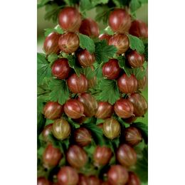 naturtalent by toom Naturtalent by toom&reg; Bio Stachelbeere 'Remarka', Hochstamm 19 cm Topf
