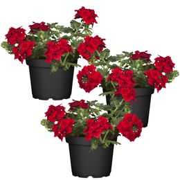 toom H&auml;ngendes Eisenkraut rot 12 cm Topf, 3er-Set