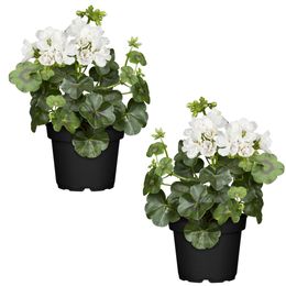 toom H&auml;ngende Geranie wei&szlig;, 12 cm Topf, 2er-Set