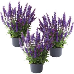 toom Steppen-Salbei 'New Dimension Blue' blau 11 cm Topf, 3er-Set