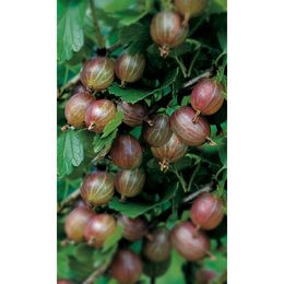 naturtalent by toom Naturtalent by toom&reg; Bio Stachelbeere 'Hinnonm&auml;ki rot', Busch 19 cm Topf
