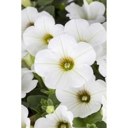 Petunie 'Wei&szlig;', 9 cm Topf, 3er-Set