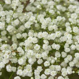 Schleierkraut 'Summer Sparkles ' 19 cm Topf