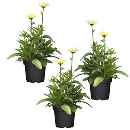toom Garten-Margerite 'Banana Cream' gelb 11 cm Topf, 3er-Set