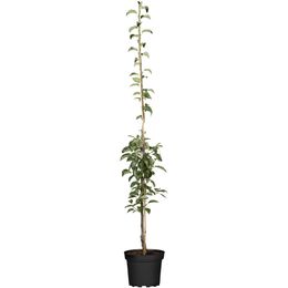 naturtalent by toom Naturtalent by toom&reg; Bio-S&auml;ulenbirne 'Saphira' 26 cm Topf
