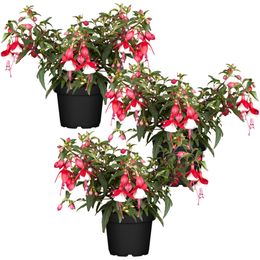 toom H&auml;ngende Fuchsie rot-wei&szlig; 12 cm Topf, 3er-Set