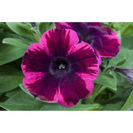 toom Petunie 'Johnny Flame ' bordeaux 27 cm Wasserspeicher-Ampeltopf