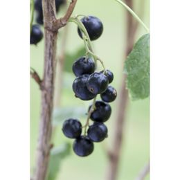 naturtalent by toom Naturtalent by toom&reg; Bio-Johannisbeere 'Titania' Busch, 19 cm Topf