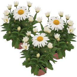 toom Garten-Margerite 'Snow Lady' wei&szlig; 11 cm Topf, 3er-Set