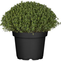 toom Thymian Busch gr&uuml;n 18 cm Topf