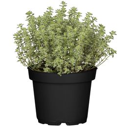 Thymian gr&uuml;n 14 cm Topf
