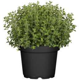 toom Oregano Busch 18 cm Topf