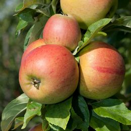 naturtalent by toom Naturtalent by toom&reg; Bio Apfel 'Goldparm&auml;ne', Busch 25 cm Topf