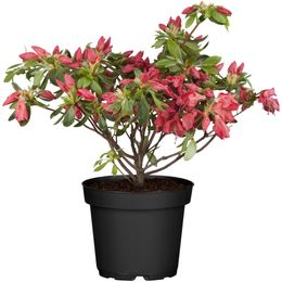 toom Japanische Azalee 'Frodline' rot 17 cm Topf