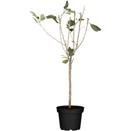 naturtalent by toom Naturtalent by toom&reg; Bio-Zwerg-Sauerkirsche 'Griotella' 23 cm Topf