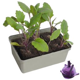 toom Kohlrabi blau 6er-Schale