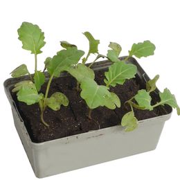 toom Broccoli 6er-Schale