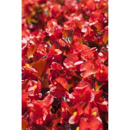 Eisbegonie rot 6er Set, 9 cm Topf
