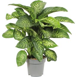 Dieffenbachie 'Reeva' 24 cm Topf