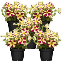 toom Herzpetunie 'Queen of Heart Amore' verschiedene Farben 12 cm Topf, 5er-Set