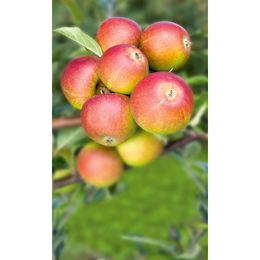 naturtalent by toom Naturtalent by toom&reg; Bio Apfel 'Cox', Busch 26 cm Topf