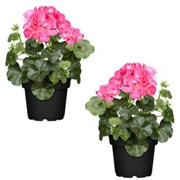 toom H&auml;ngende Geranie rosa, 12 cm Topf, 2er-Set