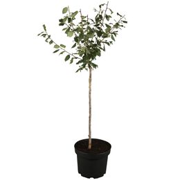 naturtalent by toom Naturtalent by toom&reg; Bio Pflaumen/Zwetschen 'Resistent' 25 cm Topf