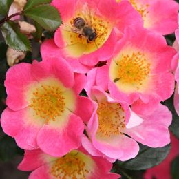 Bodendeckerrose 'Topolina ' - ADR-Rose, Wurzelnackte Pflanze, 3 starke Triebe, A-Qualit&auml;t Liefergr&ouml;&szlig;e: min. 3 starke Triebe