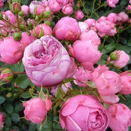 Nostalgische Rose 'Pomponella ' - ADR-Rose Wz Lieferform: wurzelnackte Pflanze in A-Qualit&auml;t, mindestens 3 Triebe