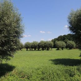 Korbweide - Hanfweide Liefergr&ouml;&szlig;e: 80 - 100 cm