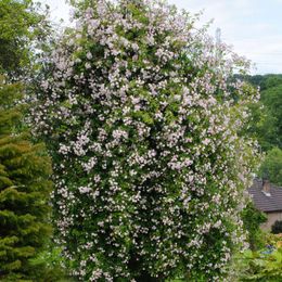Ramblerrose 'Paul's Himalayan Musk ', Wurzelnackte Pflanze, A-Qualit&auml;t, 2 - 3 starke Triebe Liefergr&ouml;&szlig;e: mind. 3 starke Triebe