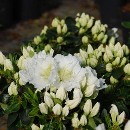 Japanische Azalee 'Maischnee' Liefergr&ouml;&szlig;e: 20 - 25 cm