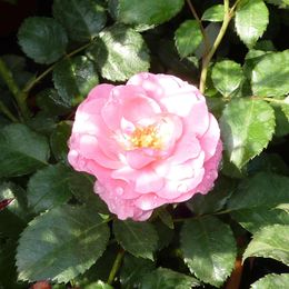 Bodendeckerrose 'Mirato ' - ADR-Rose, Wurzelnackte Pflanze, A-Qualit&auml;t, 3 starke Triebe Liefergr&ouml;&szlig;e: mind. 3 starke Triebe