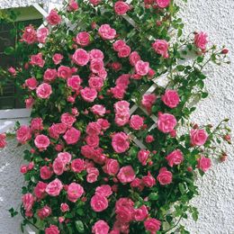 Kletterrose 'Lawinia ' Wurzelnackte Pflanze, 2 - 3 Triebe Liefergr&ouml;&szlig;e: mind. 3 starke Triebe